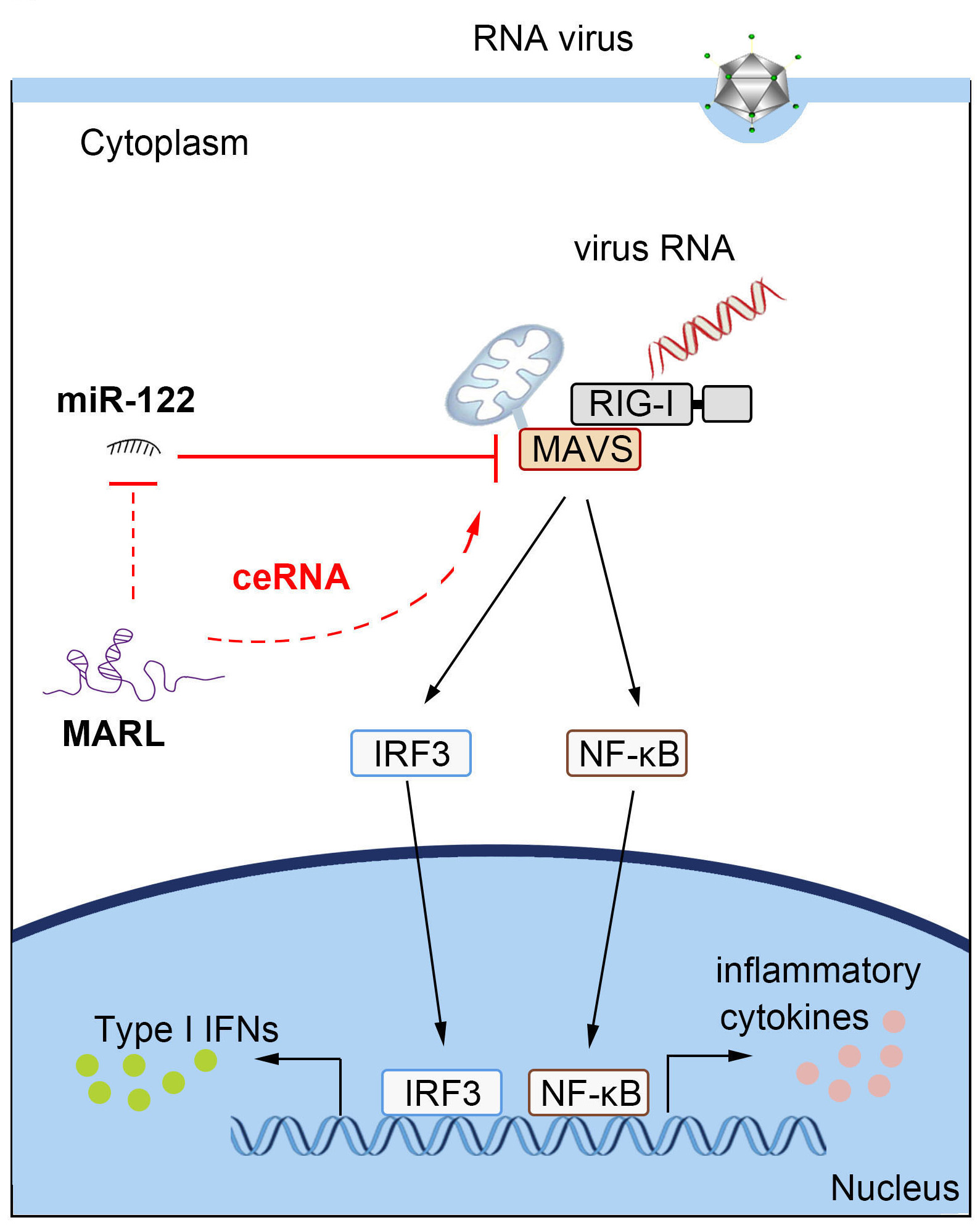 徐田军教授团队在国际著名学术期刊《PLoS Pathogens》发表研究新进展